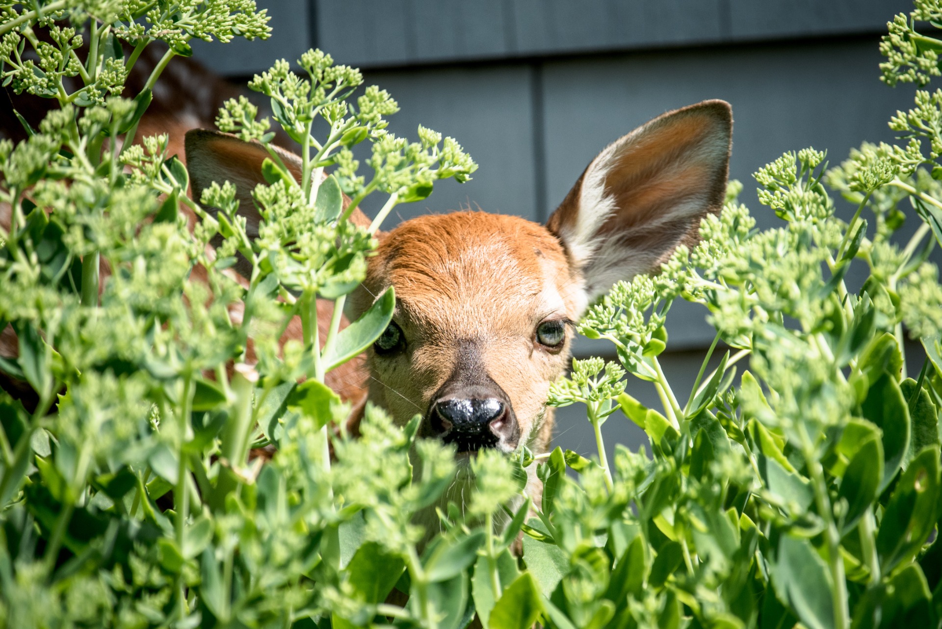 Deer-Resistant Plant Installation and Treatment Services