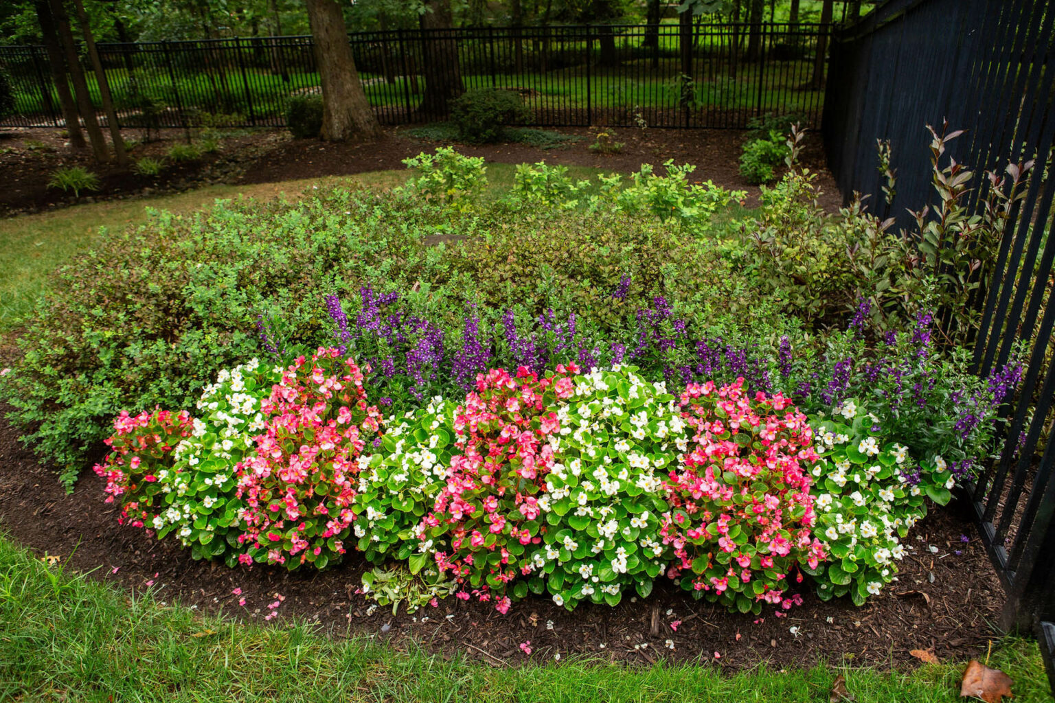 Privacy Trees & Evergreens: A Guide to Fall Trees and Shrubs